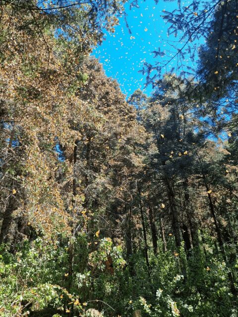 San Miguel de Allende: Monarch Butterflies Tour - Final Words