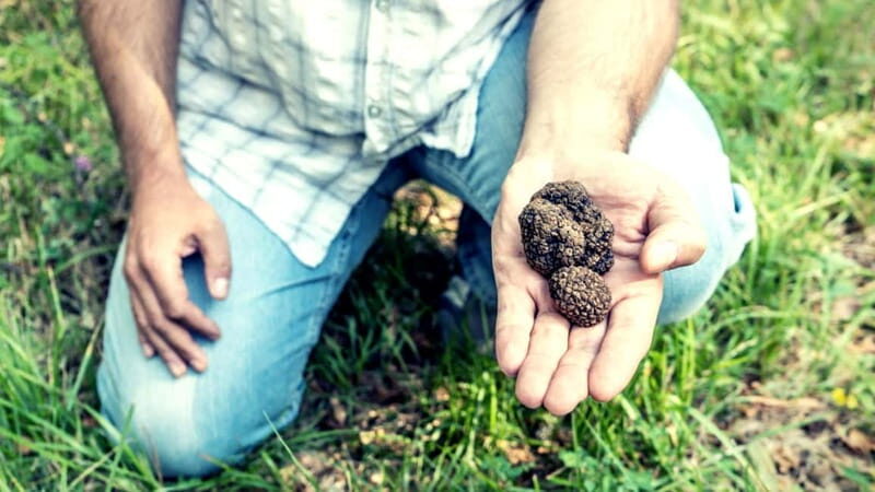 San Miniato: Truffle Hunting Experience - An In-Depth Look at the Truffle Hunting Experience in Tuscany