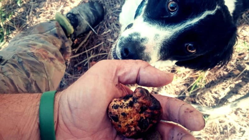 San Miniato: Truffle Hunting Experience - How to Make the Most of Your Truffle Hunting Adventure