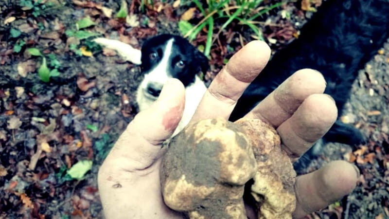 San Miniato: Truffle Hunting Experience - Who Should Book This Experience?