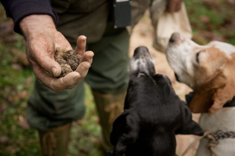 San Miniato: Truffle Hunting in The Tuscan Countryside - An In-Depth Look at the Tour