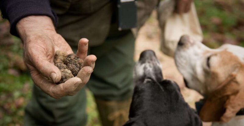 San Miniato: Truffle Hunting in The Tuscan Countryside - Final Thoughts: Is It Worth It?