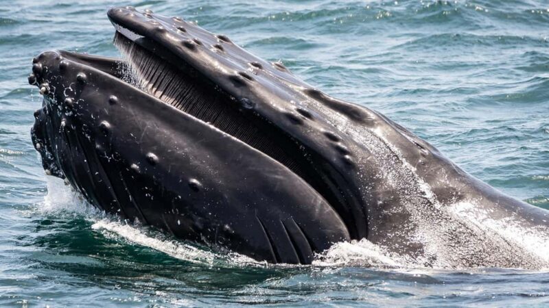 San Pedro: West Harbor LA Dolphin & Whale Watching Cruise - The Itinerary: What to Expect on a Typical Day