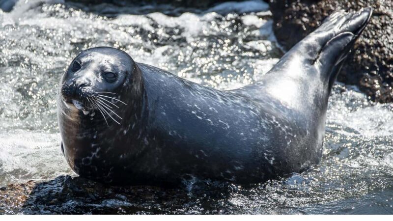 San Pedro: West Harbor LA Dolphin & Whale Watching Cruise - Practical Tips for Your Trip