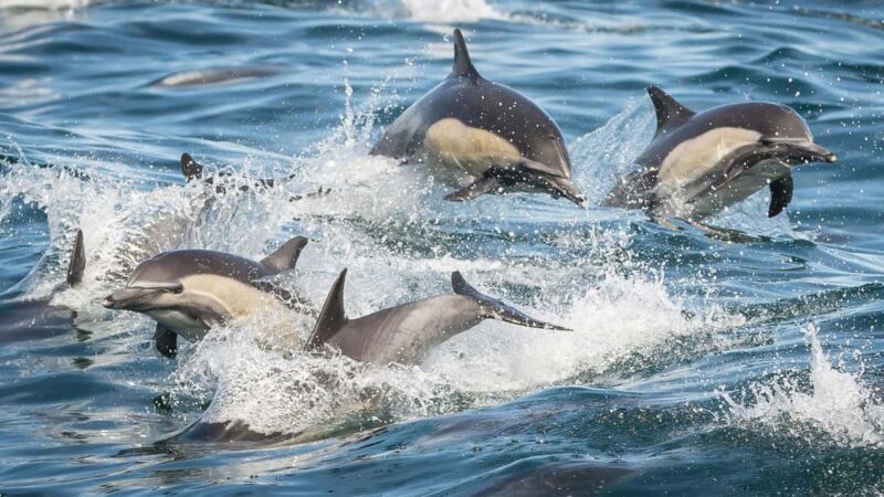 San Pedro: West Harbor LA Dolphin & Whale Watching Cruise - Final Thoughts