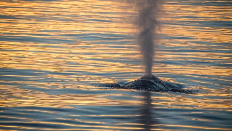 San Pedro: West Harbor LA Dolphin & Whale Watching Cruise - FAQ