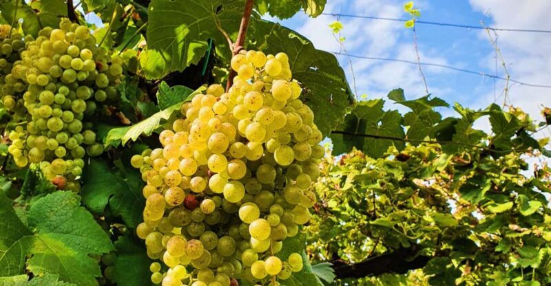 San Pietro di Feletto: Vineyard Tour with Cellar Visit - What Makes This Tour Special?