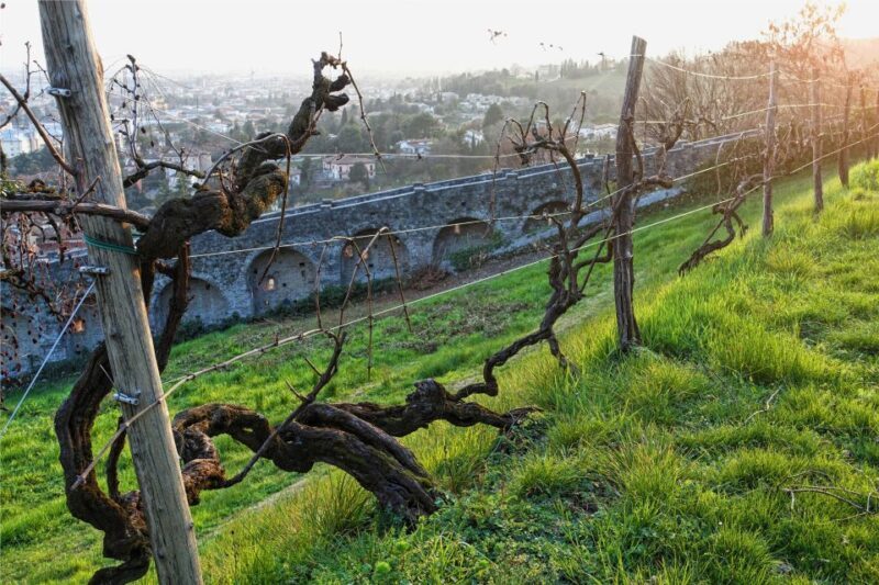 San Pietro di Feletto: Vineyard Tour with Cellar Visit - Authentic Feedback from Visitors
