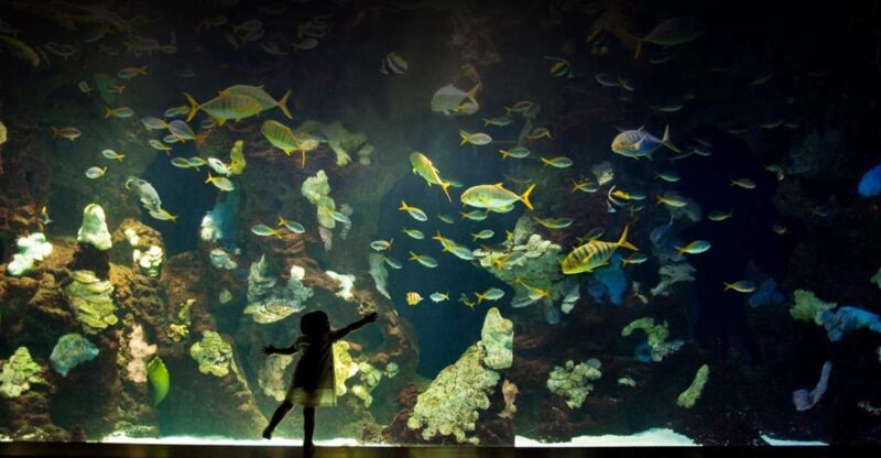San Sebastian Aquarium Entry Ticket and City Walking Tour - Who Should Consider This Tour?