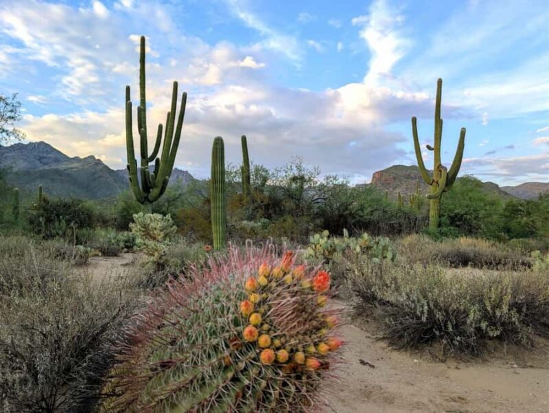 San Tan Regional Park: Sonoran Desert Mountain Bike Tour - Final Thoughts