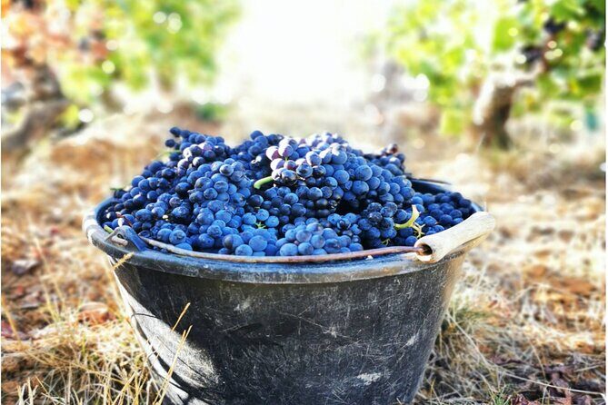 Sancerre Private Wine Tour with 10 Tastings and Lunch from Paris - Who Will Enjoy This Tour the Most?
