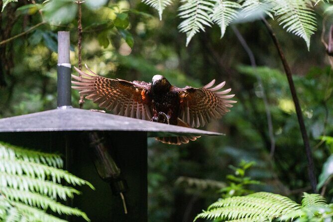 Sanctuary Mountain Ancient Forest Walk & Hamilton Gardens Tour - Key Points
