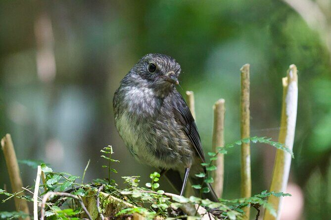 Sanctuary Mountain Ancient Forest Walk & Hamilton Gardens Tour - Why Choose This Tour?