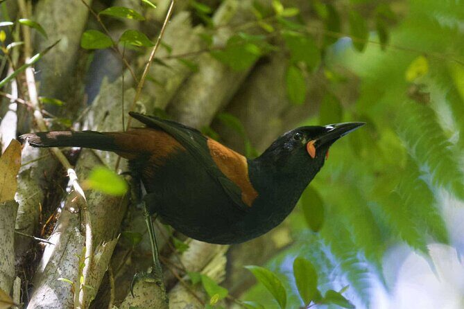 Sanctuary Mountain Ancient Forest Walk & Hamilton Gardens Tour - Final Thoughts