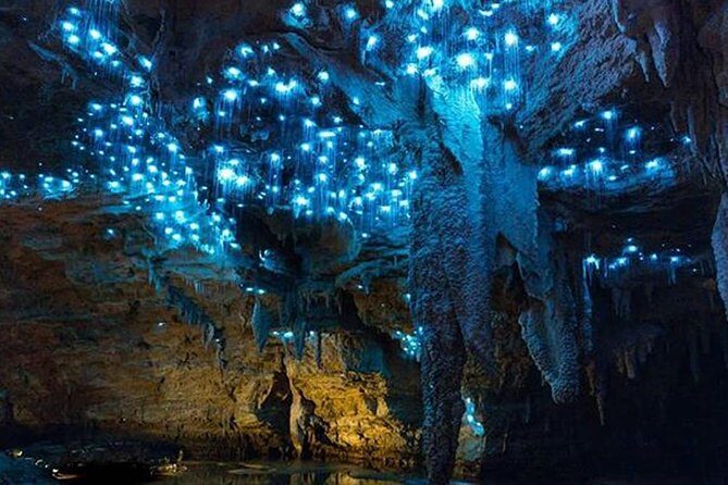 Sanctuary Mountain (Mt Maungatautari) & Waitomo Luxury Day tour from Auckland - Practical Tips for Travelers