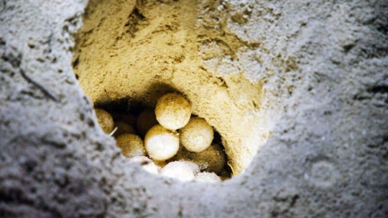 Sandakan : 2 Days 1 Night At Turtle Island - Key Points