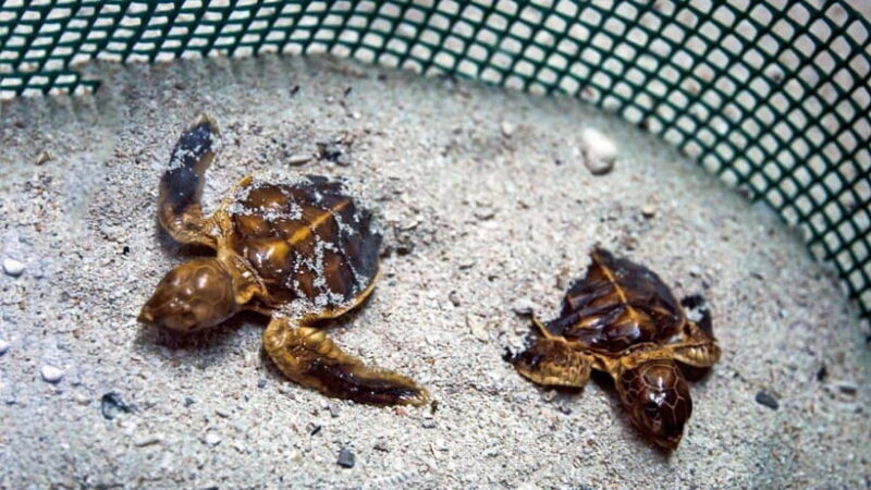 Sandakan : 2 Days 1 Night At Turtle Island - Who Would Love This Tour?