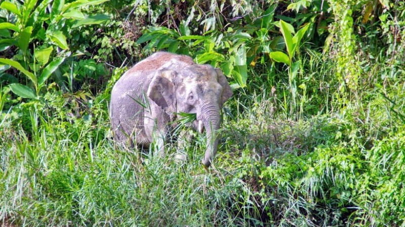 Sandakan: 2 Days 1 Night Bilit, Kinabatangan River Wildlife - Practical Tips for Travelers