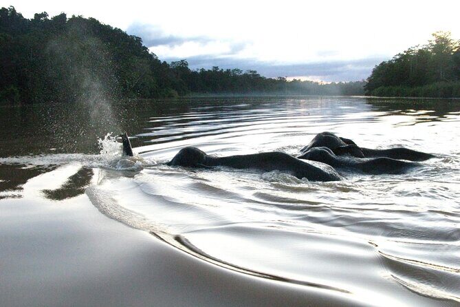 Sandakan: 2D1N Sukau Rainforest Wildlife Journey and Cruises - An Introduction to the Wildlife Journey