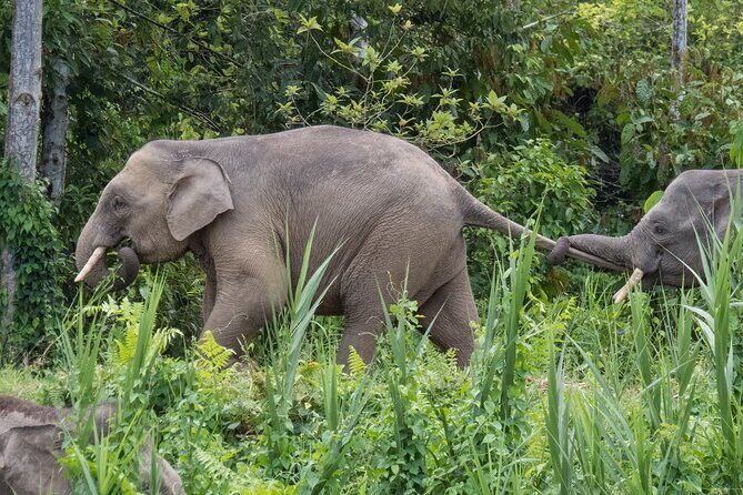 Sandakan: 2D1N Sukau Rainforest Wildlife Journey and Cruises - Value and Price Analysis