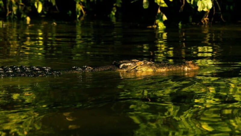 Sandakan : 3-Day Kinabatangan River Wildlife Adventure - Key Points