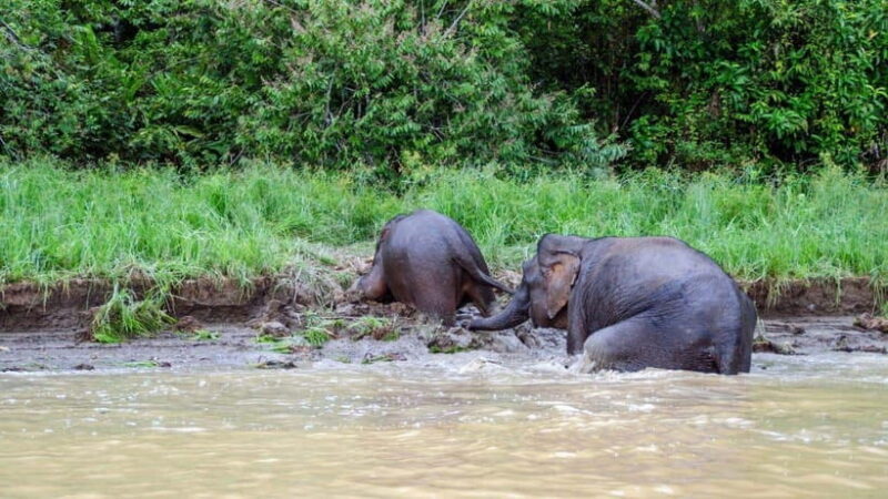 Sandakan : 3-Day Kinabatangan River Wildlife Adventure - FAQs