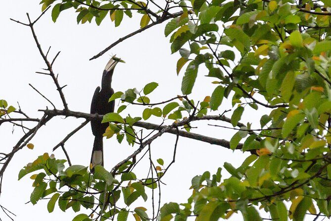 Sandakan 3 Day Sukau Rainforest Wildlife Journey and Cruises - The Practicalities and Value