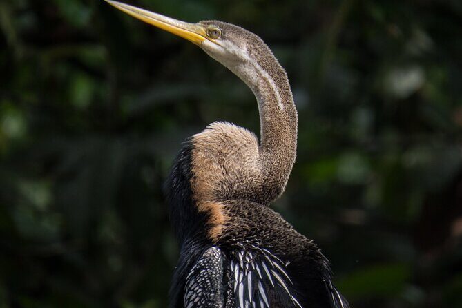 Sandakan 3 Day Sukau Rainforest Wildlife Journey and Cruises - Who Should Consider This Tour?