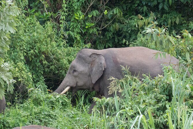 Sandakan 3 Day Sukau Rainforest Wildlife Journey and Cruises - FAQ