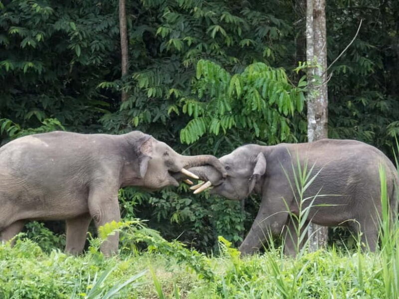 Sandakan: 3D2N The Wild Heart of Borneo River Secrets - Walking Through the Microcosm