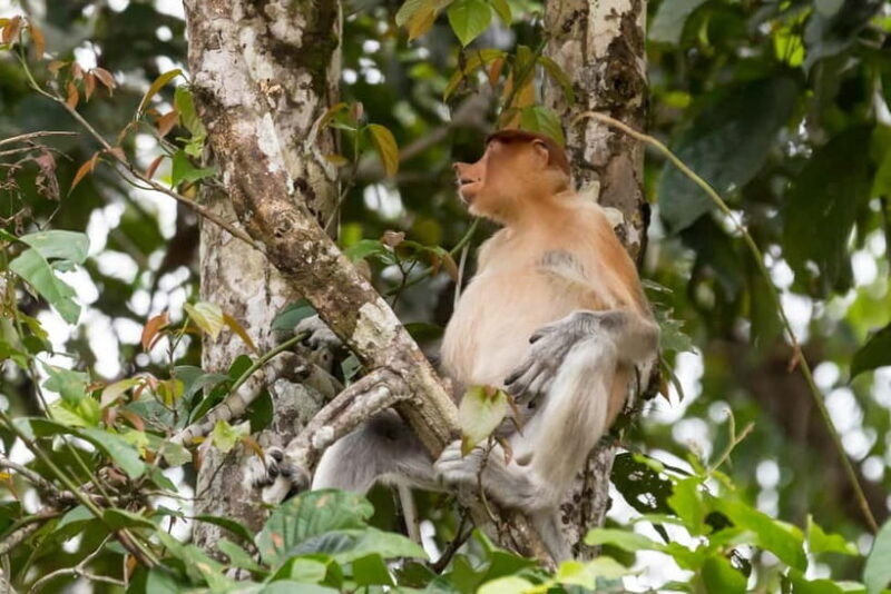 Sandakan: 3D2N The Wild Heart of Borneo River Secrets - The Final Morning: A Last Glimpse