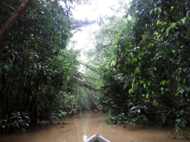 Sandakan: 3D2N The Wild Heart of Borneo River Secrets - Analyzing the Value