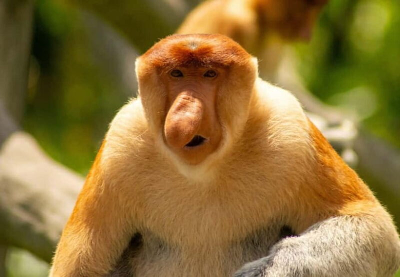 Sandakan: 3D2N The Wild Heart of Borneo River Secrets - Practical Details & Considerations