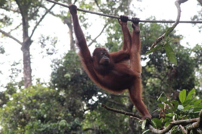Sandakan Borneo Wildlife Day Trip Tour - Introduction: A Wildlife Day in Sandakan