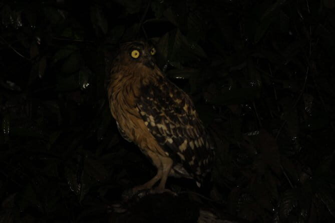 Sandakan Borneo Wildlife Day Trip Tour - Key Points