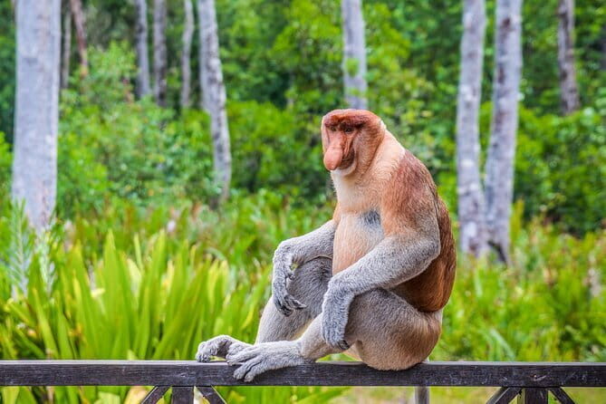 Sandakan Borneo Wildlife Day Trip Tour - Authenticity and Local Guidance