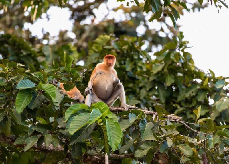 Sandakan: Gomantong Cave Echoes & Kinabatangan River Safari - The Sum Up: Is It Worth It?