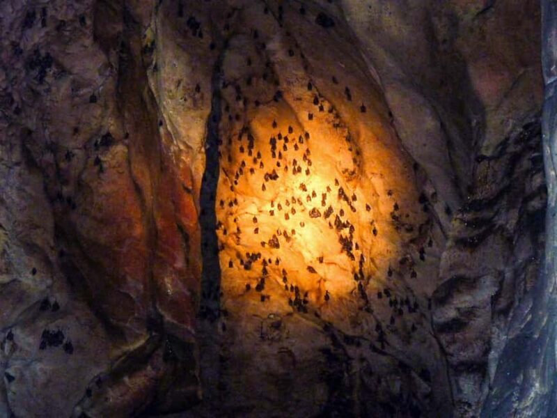 Sandakan: Gomantong Cave Echoes & Kinabatangan River Safari - FAQ