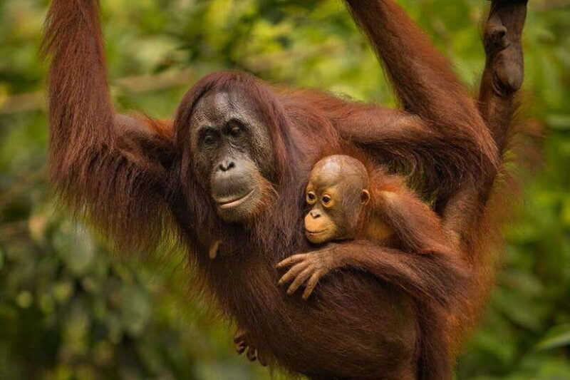 Sandakan: Orangutan Sanctuary Shared Day Trip Tour - What You Can Expect: A Day of Wildlife and Forest