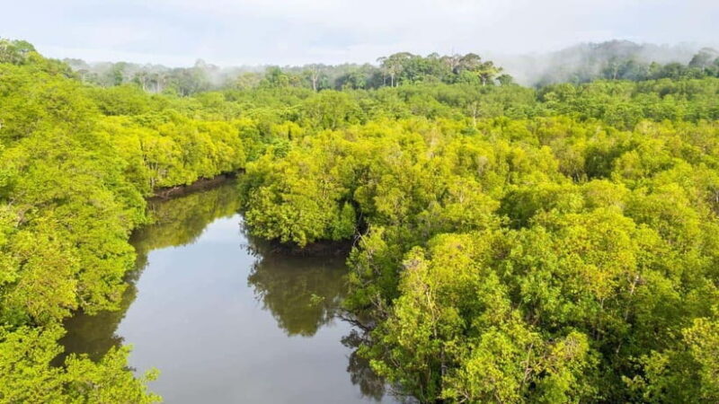 Sandakan: Orangutan, Sun Bear, Fireflies and Mangrove Cruise - Village Walk and Fireflies: Cultural and Natural Wonders