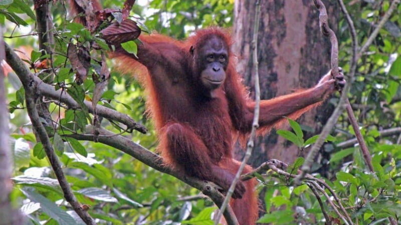Sandakan: Orangutan, Sun Bear, Fireflies and Mangrove Cruise - Who Would Love This Tour?