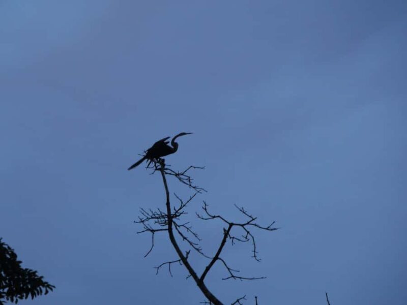 Sandakan: Private City Tour, Rainforest, Jungle Walk, Birds - Frequently Asked Questions