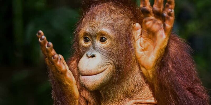 Sandakan : Sepilok, Sun Bear & Labuk Bay Tour with Lunch - Who Will Enjoy This Tour?