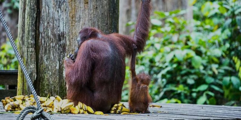 Sandakan : Sepilok, Sun Bear & Labuk Bay Tour with Lunch - Key Points