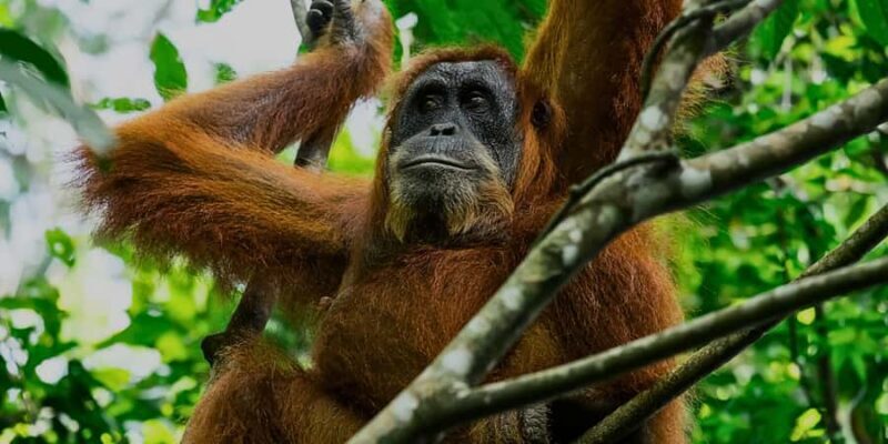 Sandakan : Sepilok, Sun Bear & Labuk Bay Tour with Lunch - The Value of This Experience
