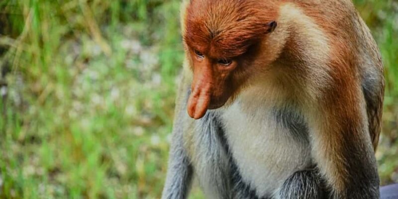 Sandakan : Sepilok, Sun Bear & Labuk Bay Tour with Lunch - Who Should Consider This Tour?