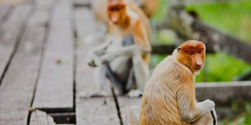 Sandakan : Sepilok, Sun Bear & Labuk Bay Tour with Lunch - FAQ