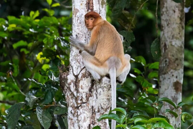 Sandakan: Sukau Rainforest Wildlife Journey & Dawn Cruises - FAQs