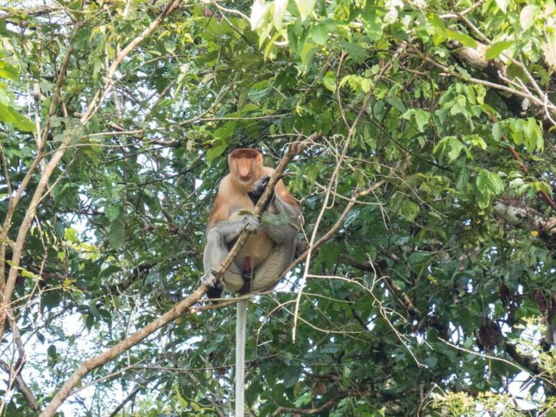 Sandakan: Wild Cruise Ticket in Sunrise, Sunset or Night - Key Points