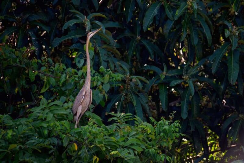 Sandakan: Wild Cruise Ticket in Sunrise, Sunset or Night - An Authentic Look at the Kinabatangan River Wildlife Cruise
